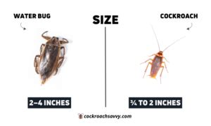 Image result for Water Bug vs Cockroach