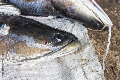 Image result for Cook Snakehead Fish