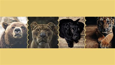 Image result for State Panel Design CSS