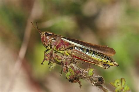 Image result for Cricket Insect Jump Animation