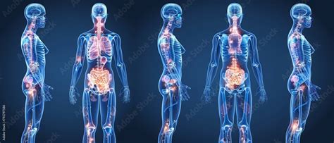 Image result for Front Back Side View Human