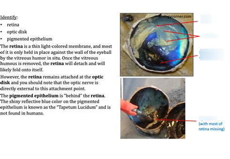 Cow Eye Features Diagram | Quizlet