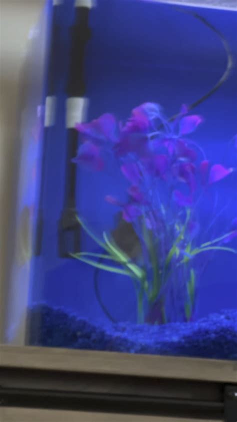 Image result for Discus Fish Breeding