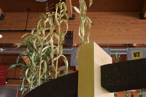 Image result for How to Display Corn Stalks