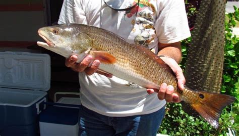 Image result for How to Catch Blue Runner Fish