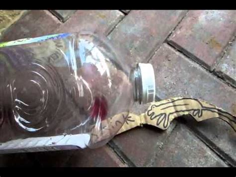 Image result for Easy Homemade Lizard Traps