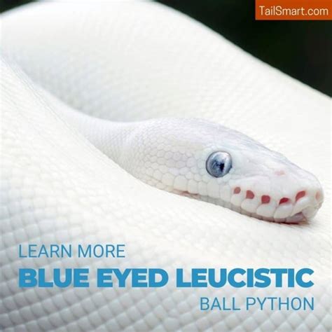 Image result for Lesser Ball Python Blue Eyes