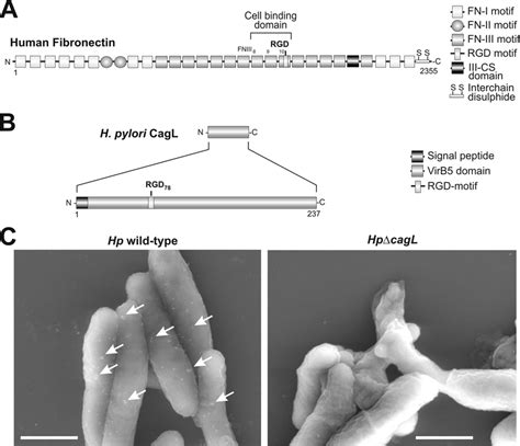 Image result for Fibronectin Domain Structure
