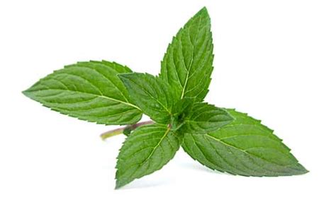 Image result for Menthol Definition