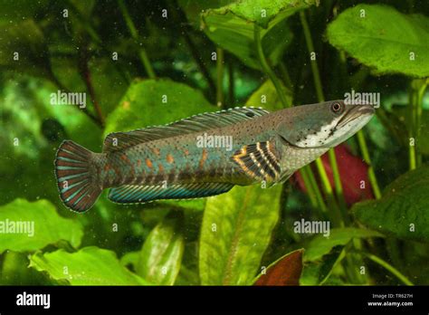 Image result for Cook Snakehead Fish