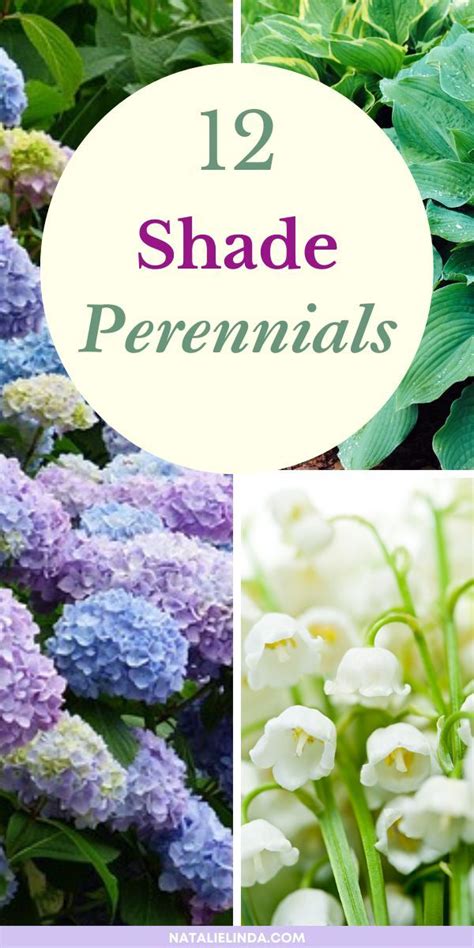 Image result for Shade Loving Perennials
