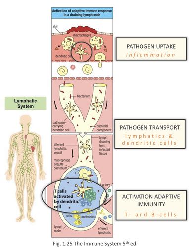 Image result for Complement System Online Map