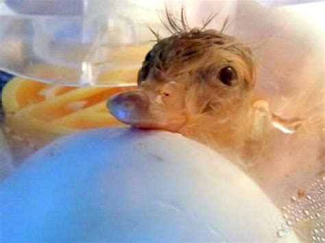 Image result for Ducklings Hatching