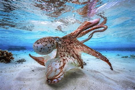 Image result for Dancing Octopus