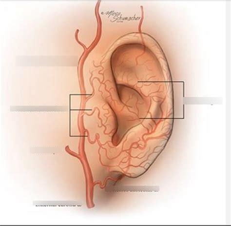 Image result for Outer Ear Angiogram