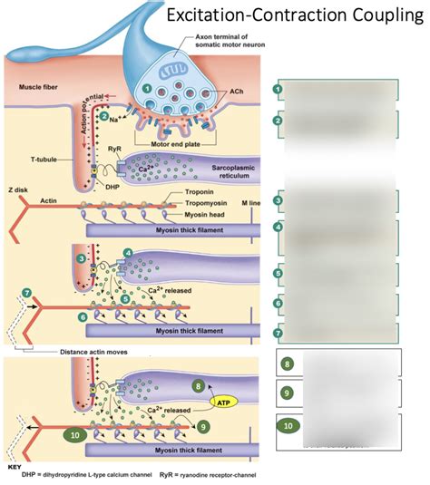Image result for Label Structures Associated with Excitation-Contraction Coupling