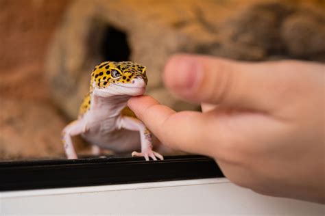 Image result for Small Lizards Types