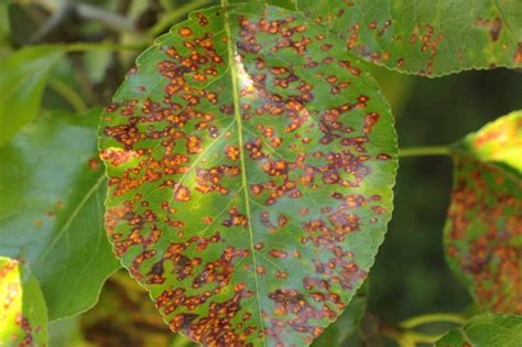 Image result for Cherry Tree Rust