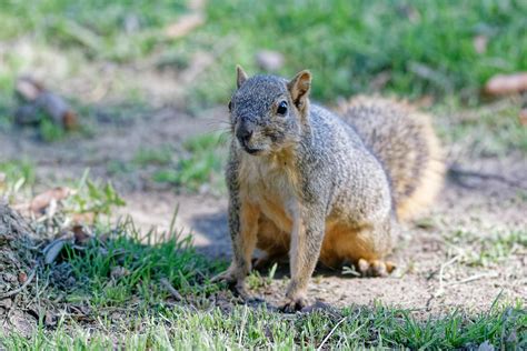 Image result for Tree Squirrel Habitat