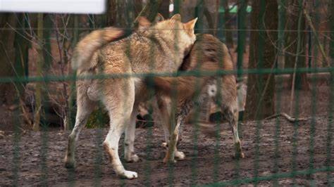 Image result for Zoo Animals Wolves
