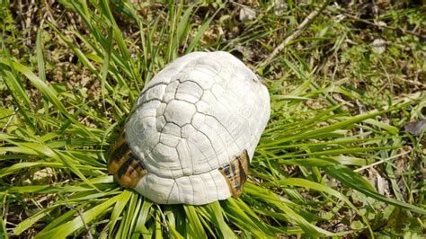 Image result for How to Clean a Dead Turtle Shell Out