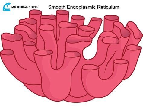 Image result for Endoplasmic Reticulum Function