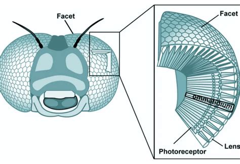Image result for fly vision evolution