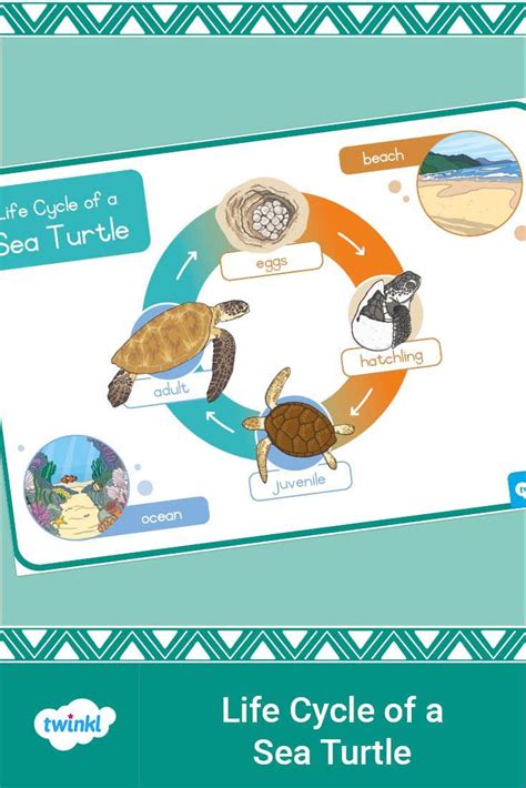Image result for Turtle Life Cycle
