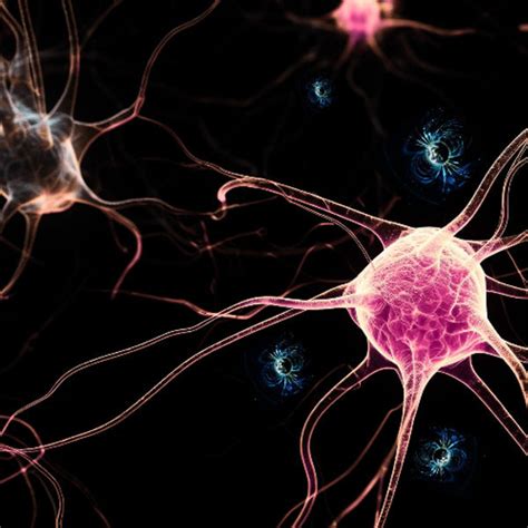 Image result for Python by Magnet Brain