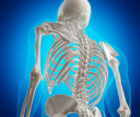 Image result for Bone Development