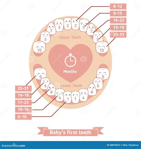 Image result for Teething Chart