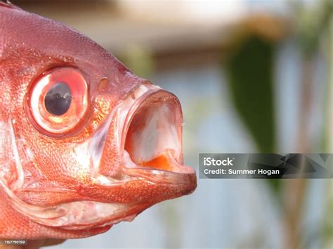 Image result for Screaming Fish Finger