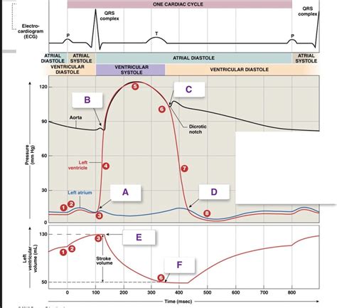 Image result for Cardiac Cycle Graph