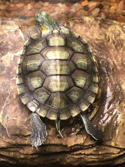 Image result for Red Ear Slider Turtle