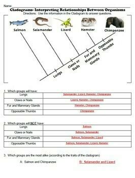 Image result for How to Make Cladogram