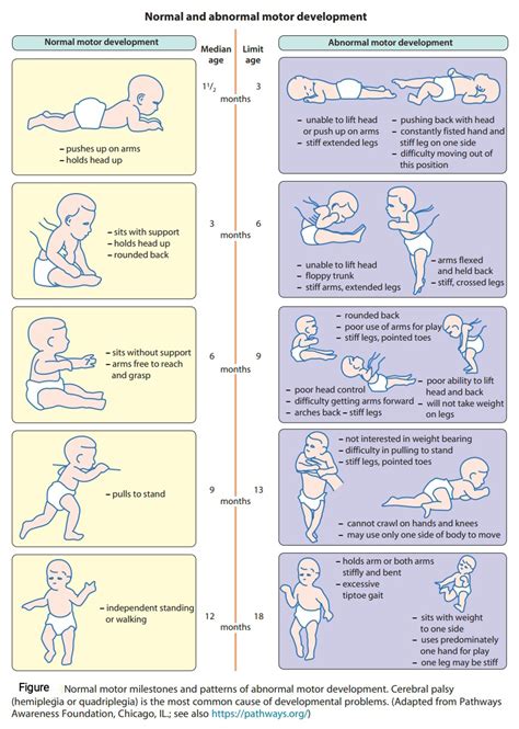 Image result for Persistent Primitive Reflex