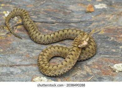 Image result for ASP Snake Fangs