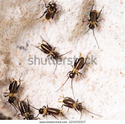 Image result for Breeding Crickets Setup