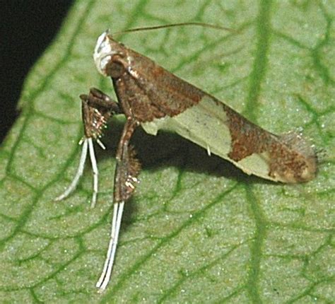 Image result for Cool Insects