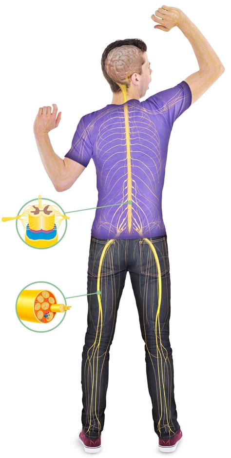 Image result for Central Neuron System