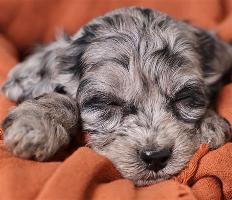 Image result for Mini Cavapoo Puppies