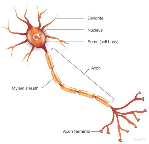 Image result for Central Neuron System
