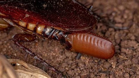 Image result for Cockroach Look Alike