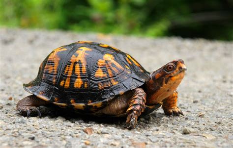 Image result for Orange Box Turtle