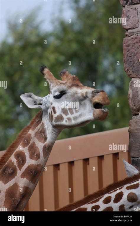 Image result for Chester Zoo Wolves