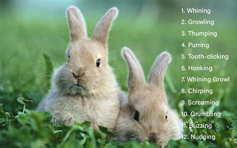 Image result for Rabbit Squeaking