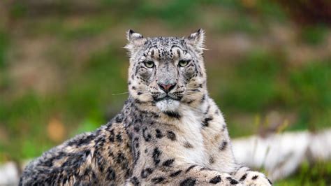 Image result for Snow Leopard vs Normal Leopard