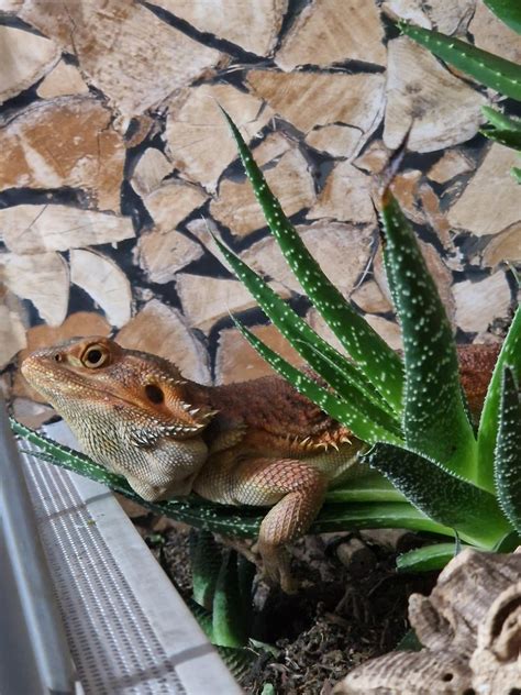 Image result for Bioactive Iguana Setup