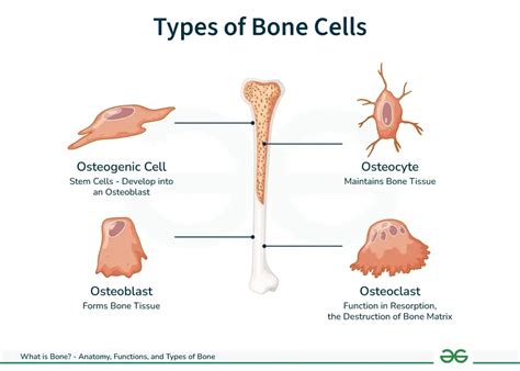 Image result for Bone Cells Function