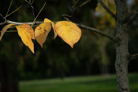 Mastering the Focal Point - Photography Academy